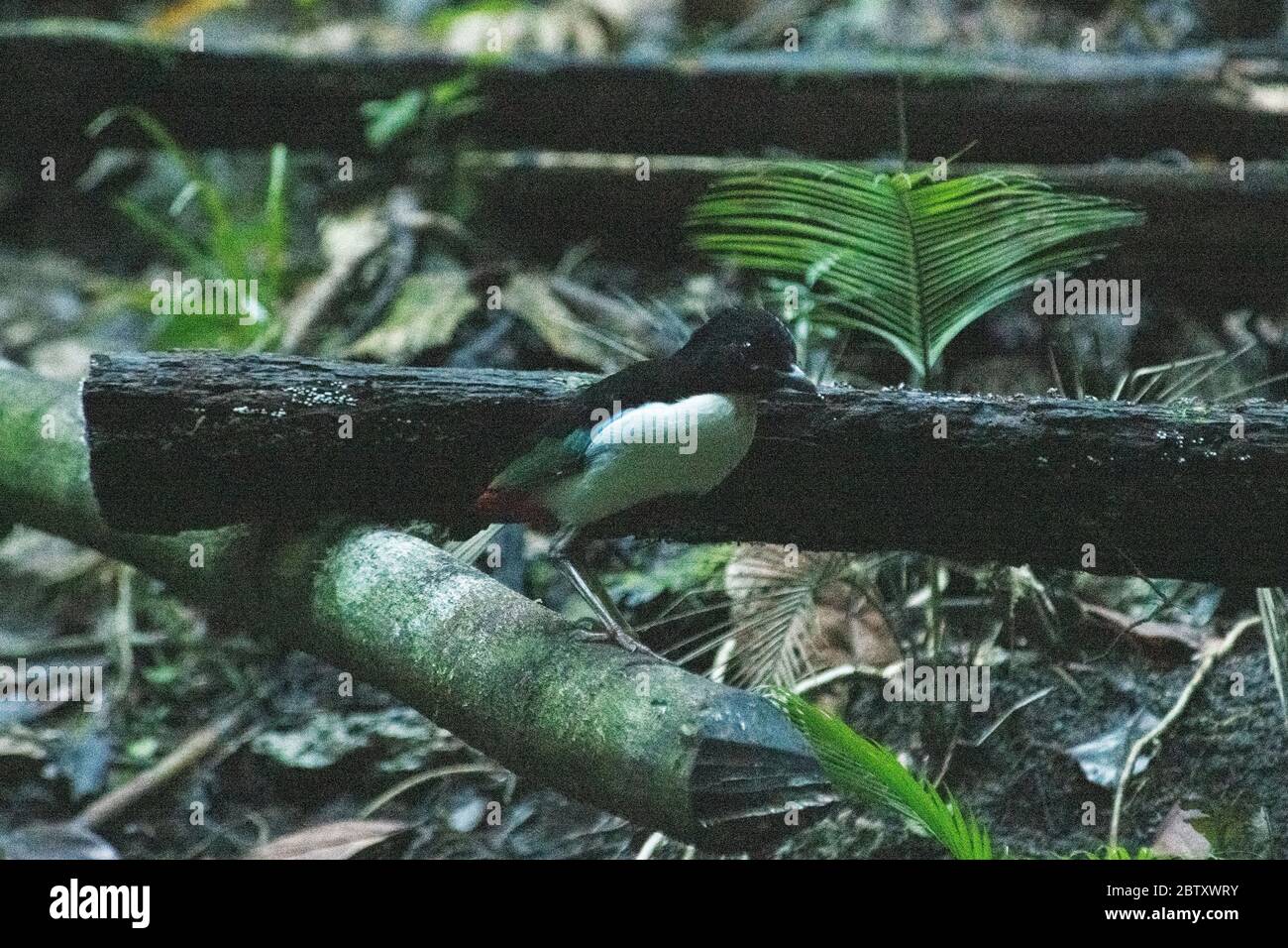 Ivory Breasted Pitta, Pitta maxima, on forest floor, endemic to ...