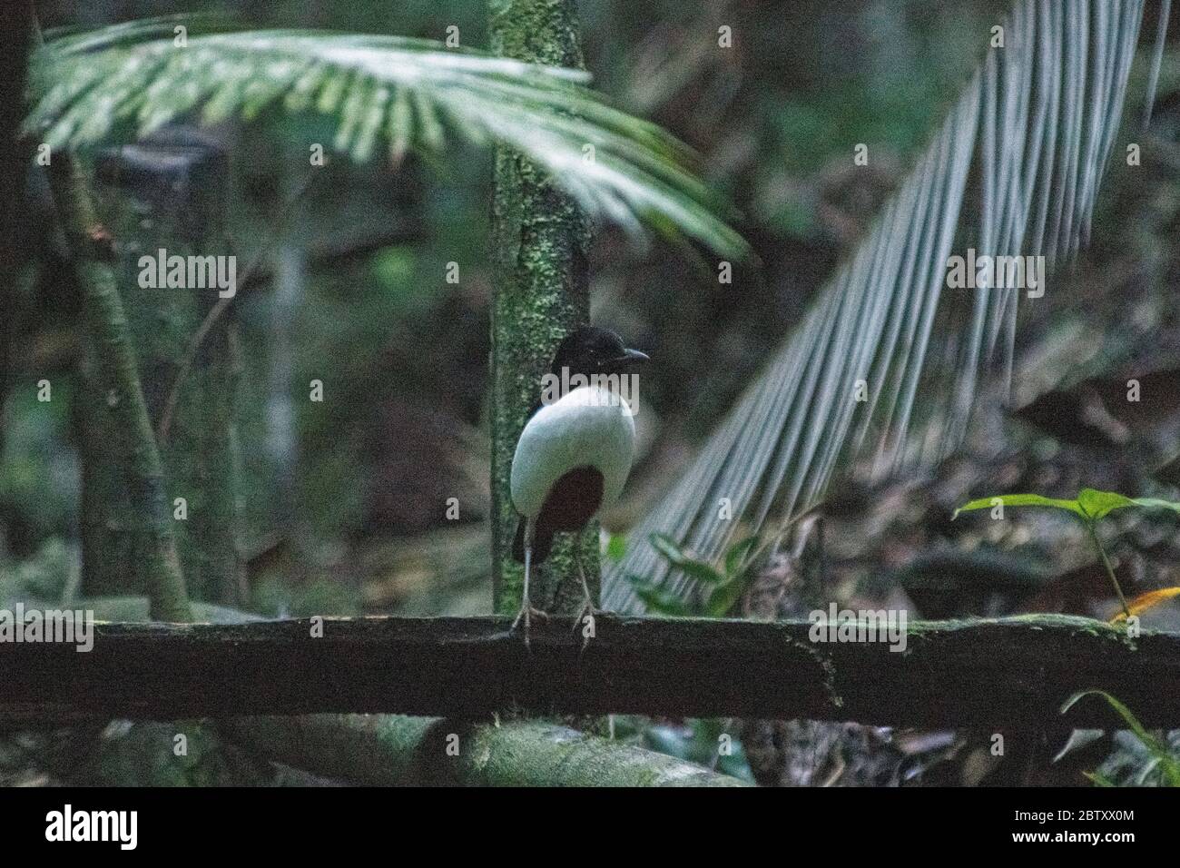 Ivory Breasted Pitta, Pitta maxima, on forest floor, endemic to ...