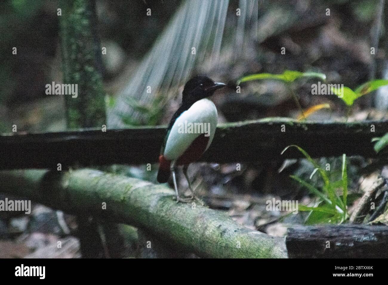 Ivory Breasted Pitta, Pitta maxima, on forest floor, endemic to ...
