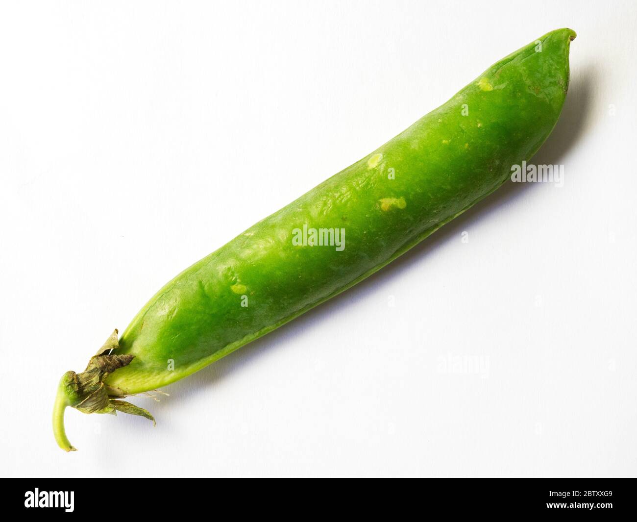 A single whole pea pod isolated on a white background with copy space ...