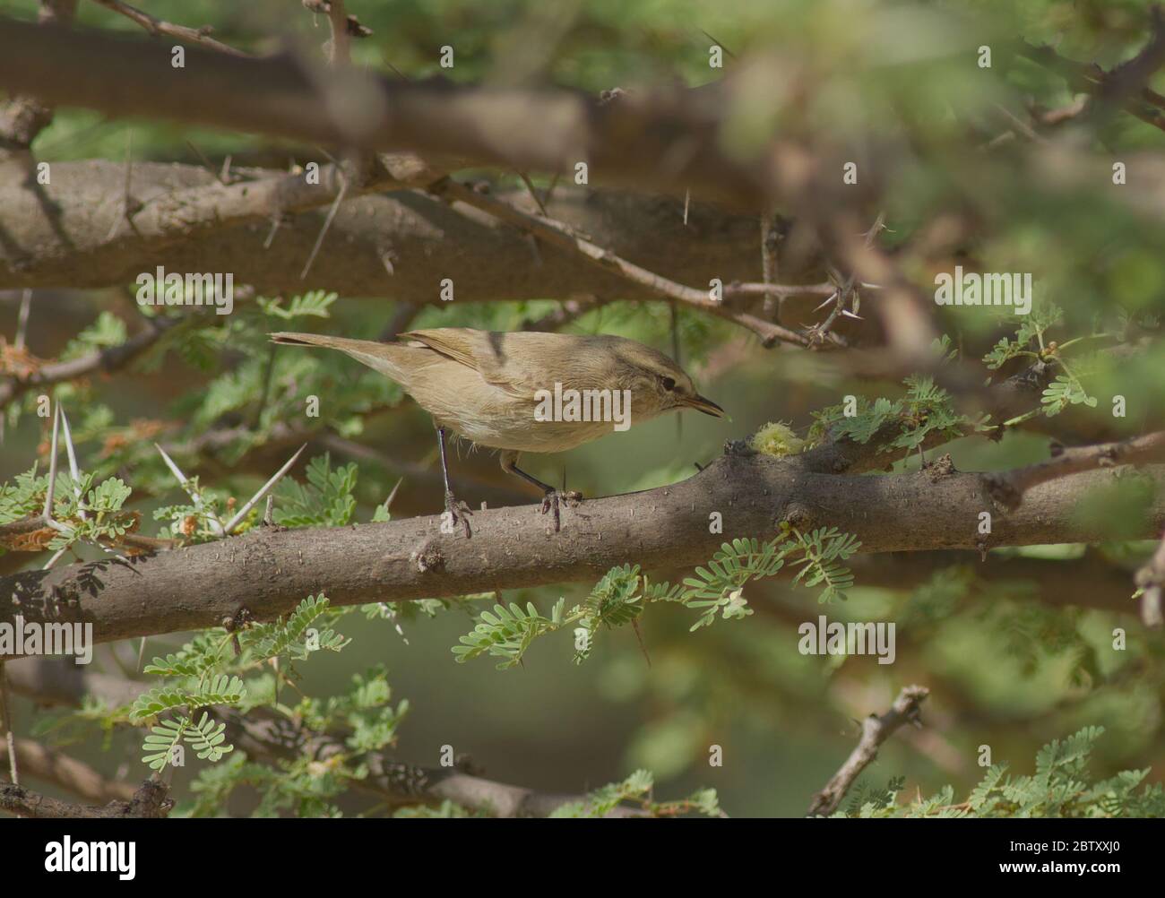 Plain Leaf Warbler (Phylloscopus neglectus) at Desert National Park ...