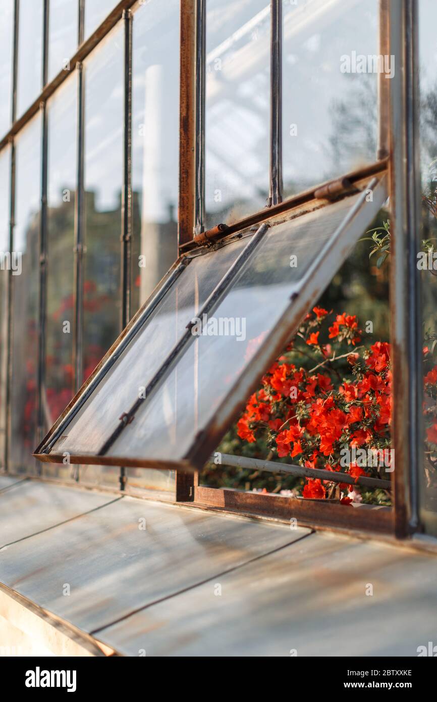 Blossoming red azaleas in greenhouse in a slightly open window ...