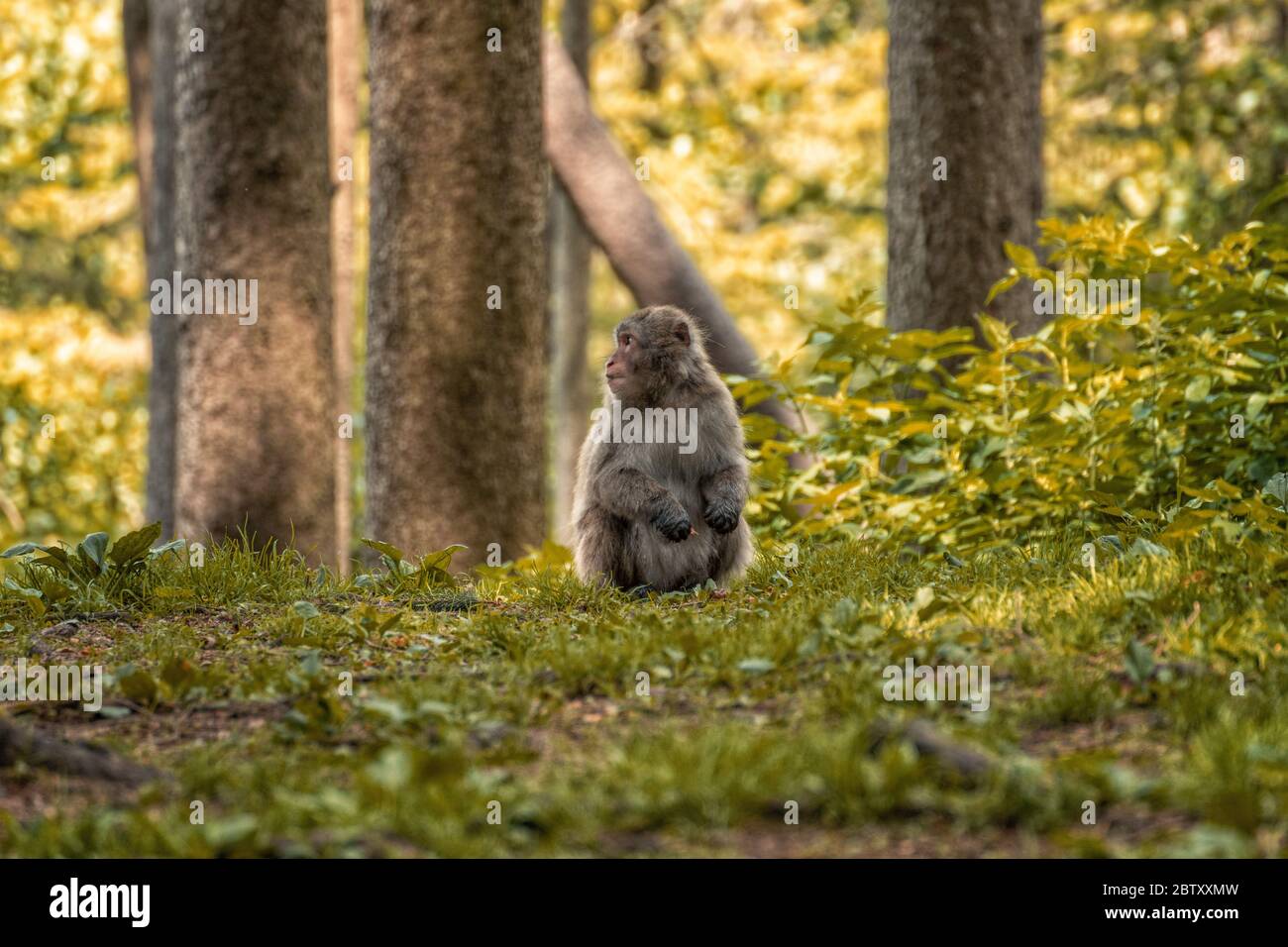 Monkey on the ground hi-res stock photography and images - Alamy