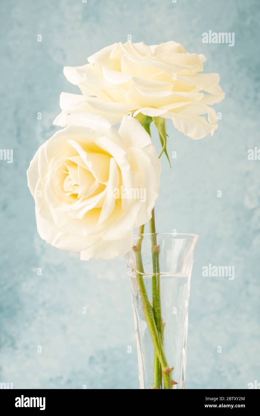 Two white roses over soft blue background with copy space Stock Photo ...