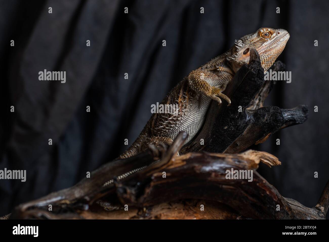 Beard dragon on a tree branch Stock Photo - Alamy