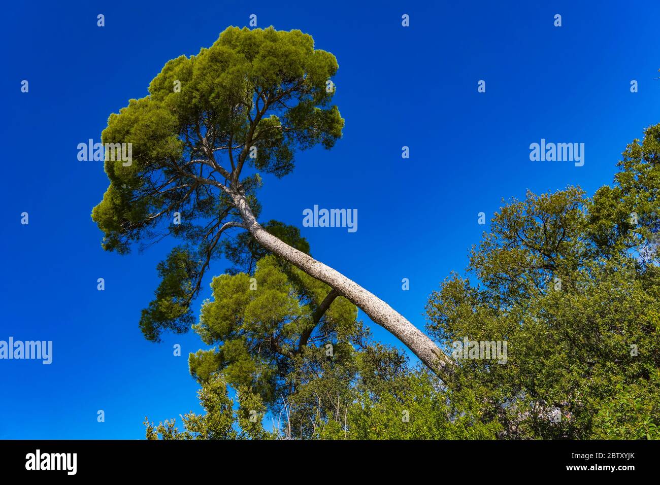 View at Aleppo pine tree (Pinus halepensis) at French riviera near Nice ...