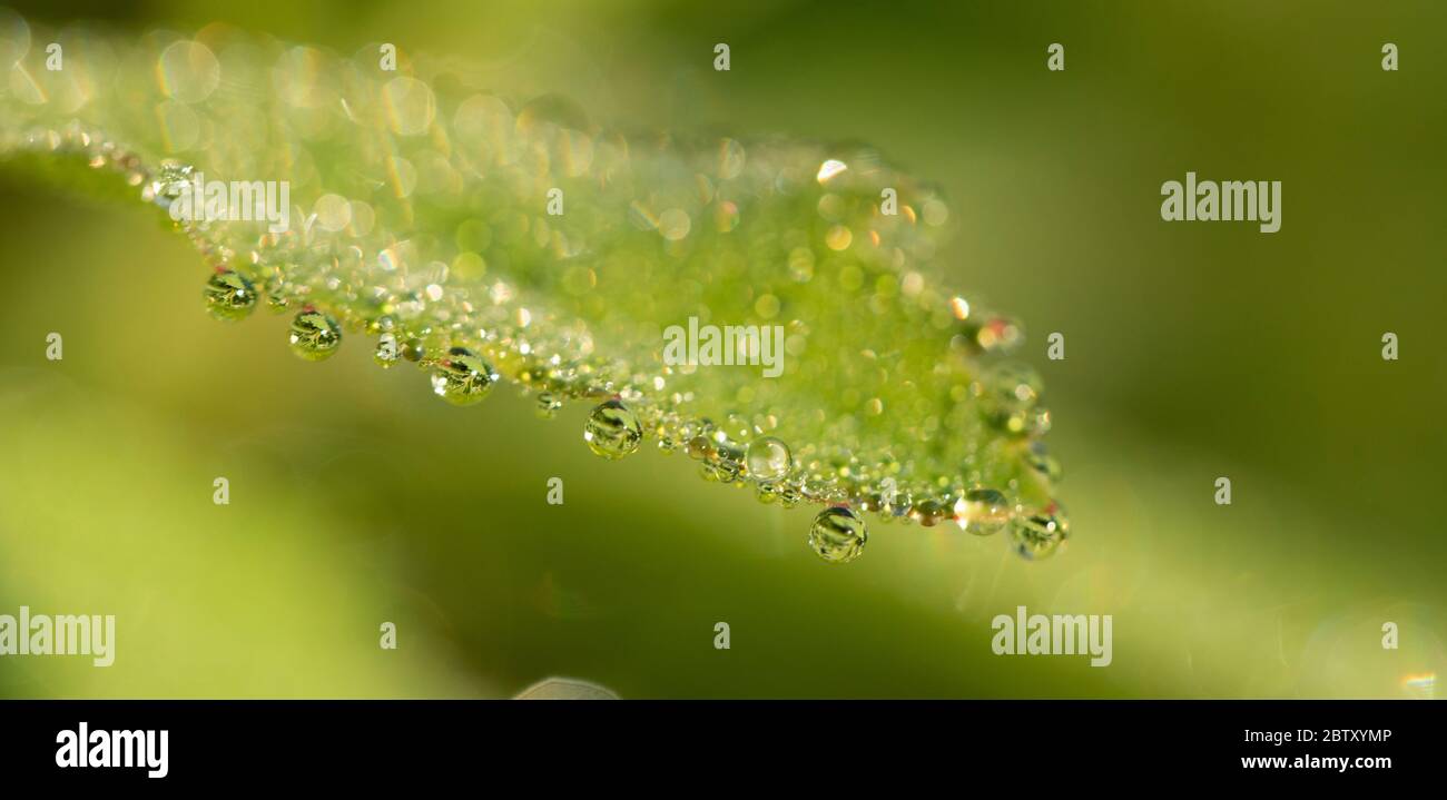 Dew drops on fresh green grass, close-up Stock Photo - Alamy