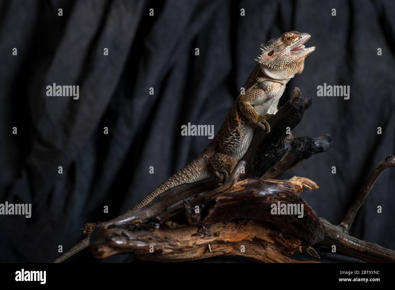 Beard dragon on a tree branch Stock Photo - Alamy