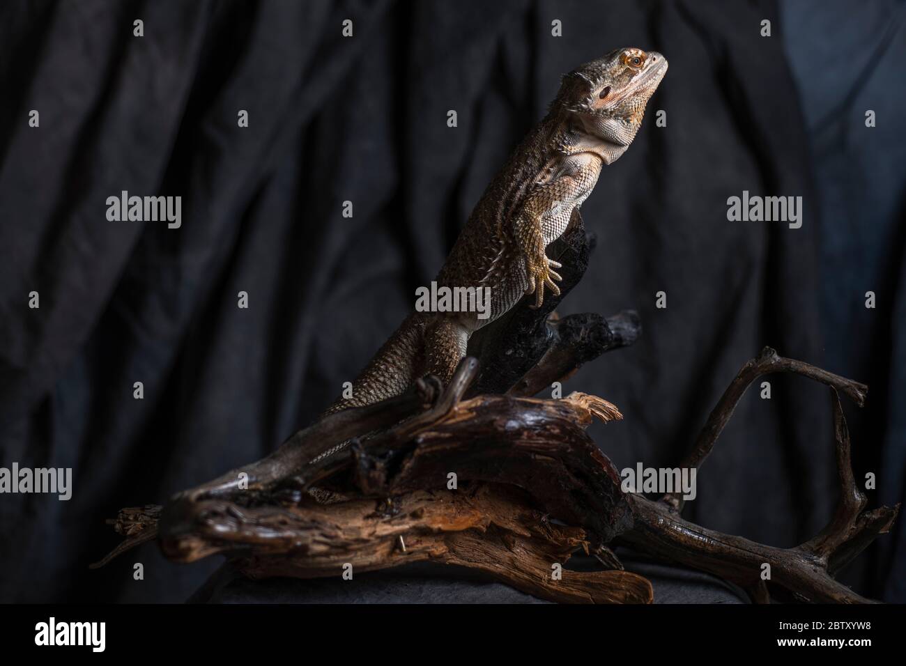 Beard dragon on a tree branch Stock Photo - Alamy