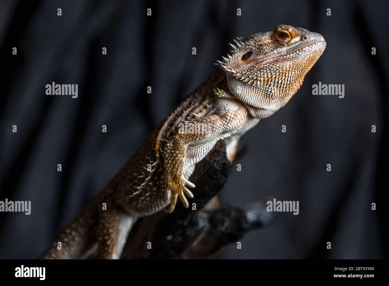 Beard dragon on branch hi-res stock photography and images - Alamy