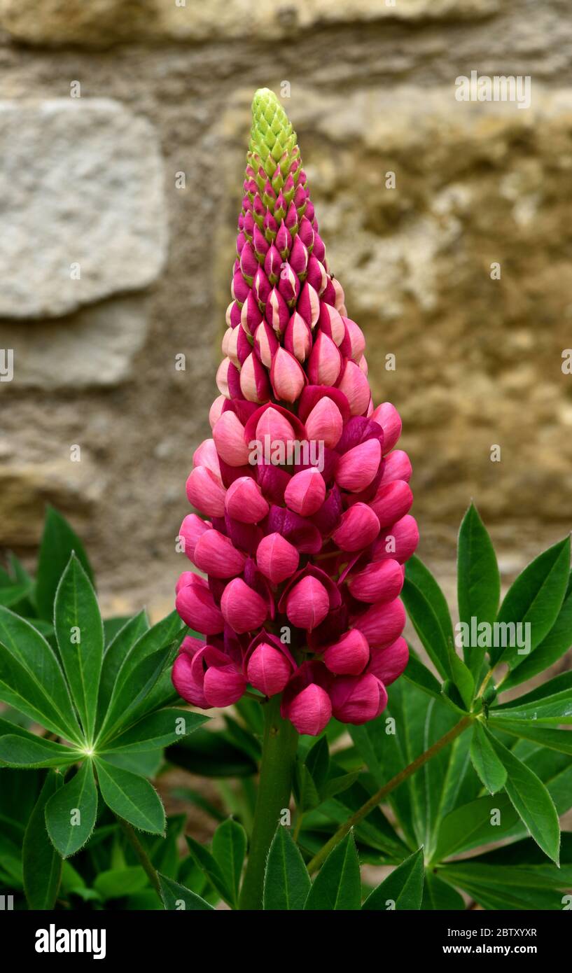 Lupin flower spike hi-res stock photography and images - Alamy
