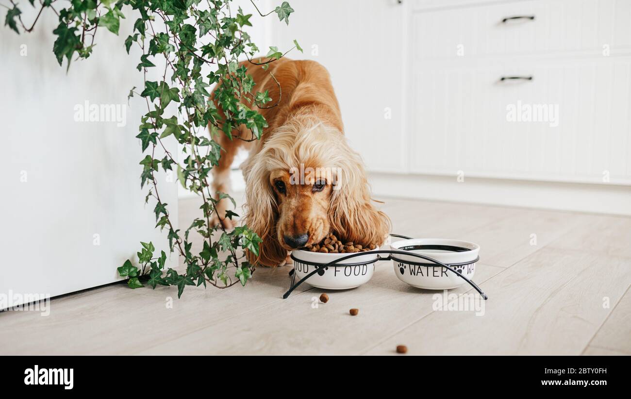English cocker spaniel dog eating food from ceramic bowl on the floot ...