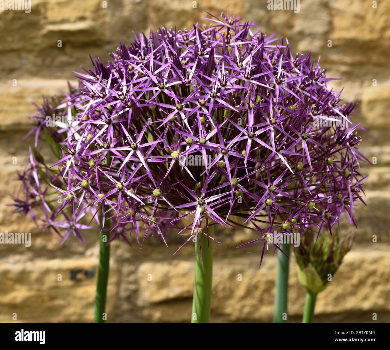 Closeup of the flower head of Alium Christophii Stock Photo - Alamy