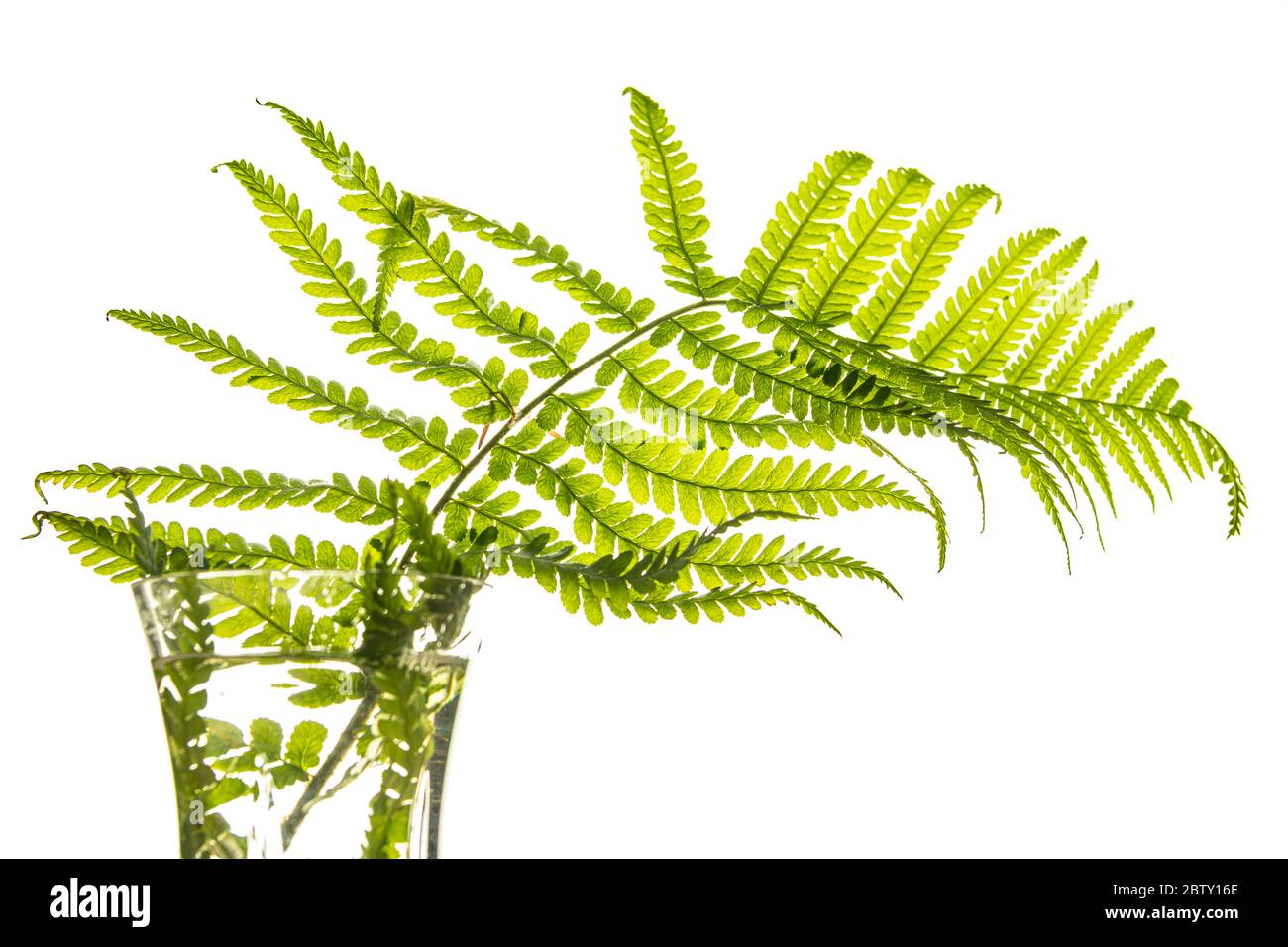 Bending fern leaf Cut Out Stock Images & Pictures - Alamy