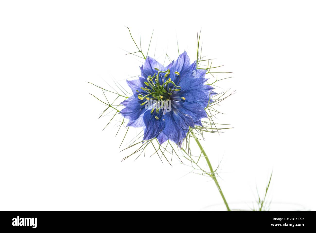 Love in the mist flower Stock Photo - Alamy