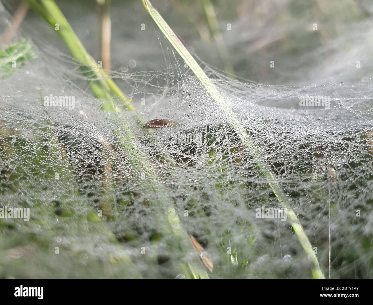 Water droplets on the spider web in the morning Stock Photo - Alamy