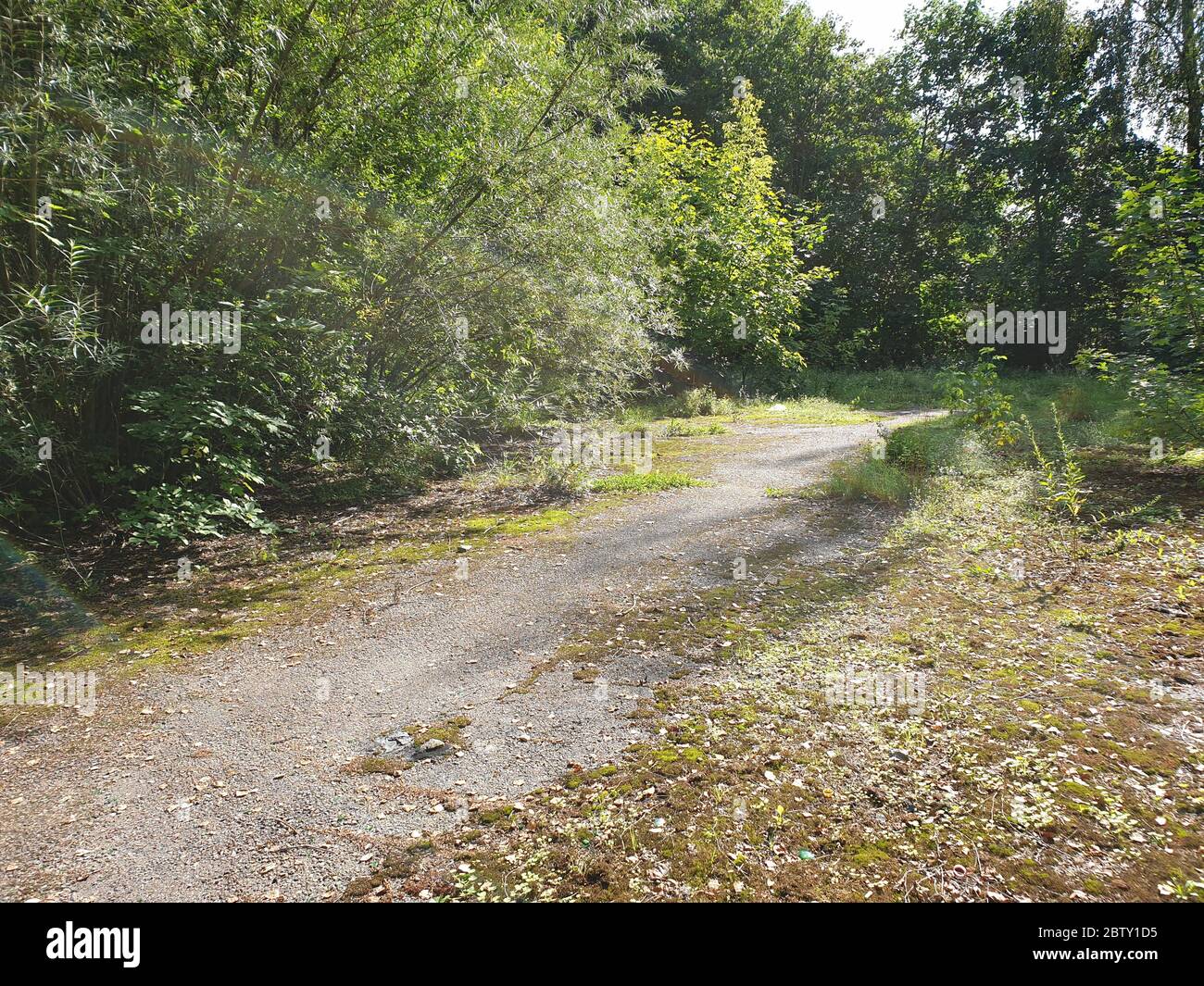 Old unused path in the woods Stock Photo - Alamy