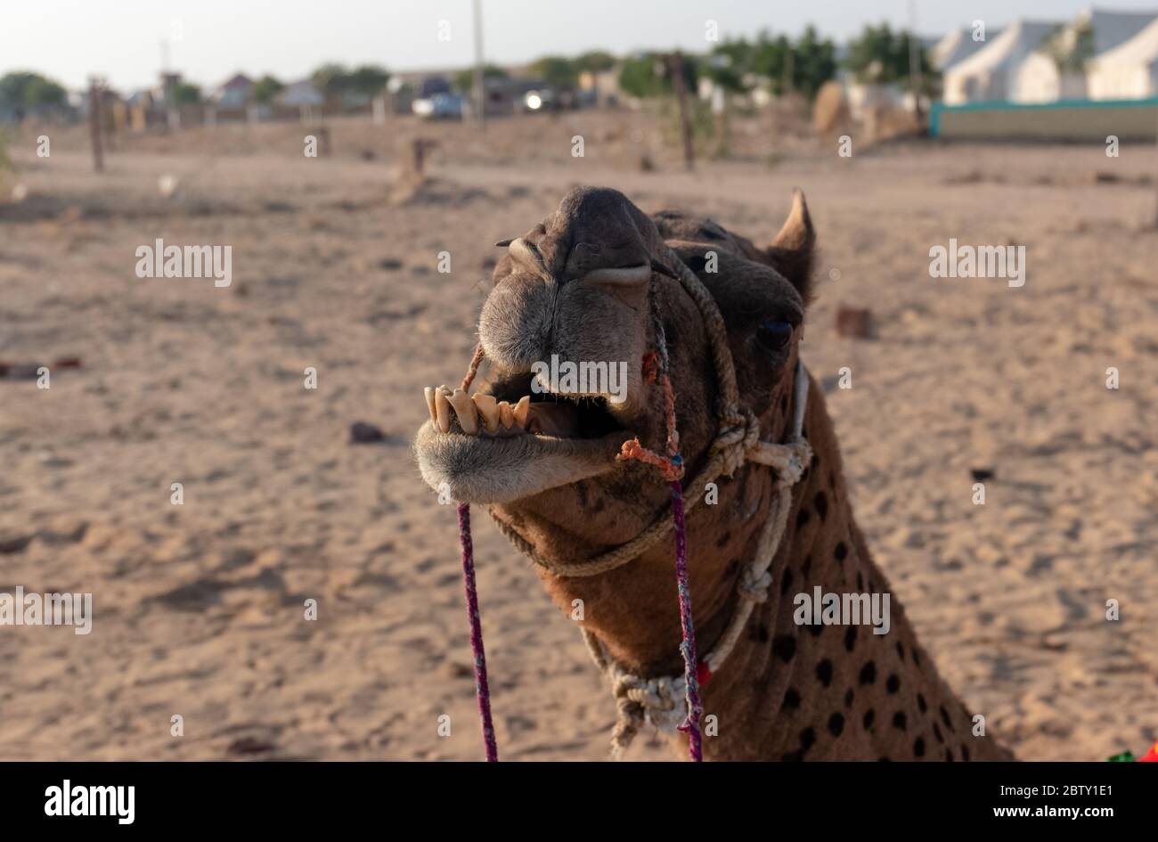 Decorated camel face in thar desert of Jaisalmer, Rajasthan Stock Photo ...