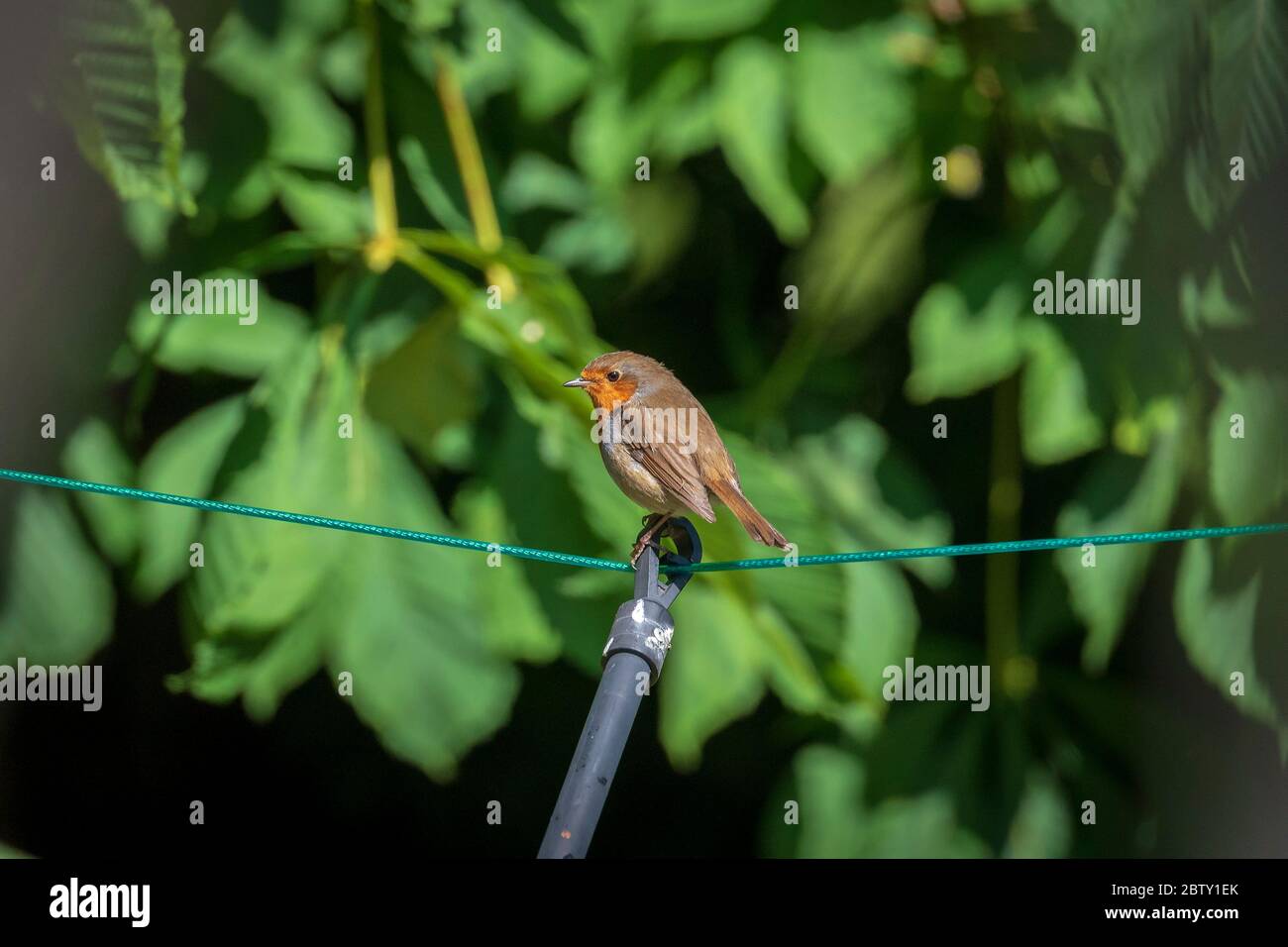 Common garden bird the robin resting on a washing line Stock Photo - Alamy