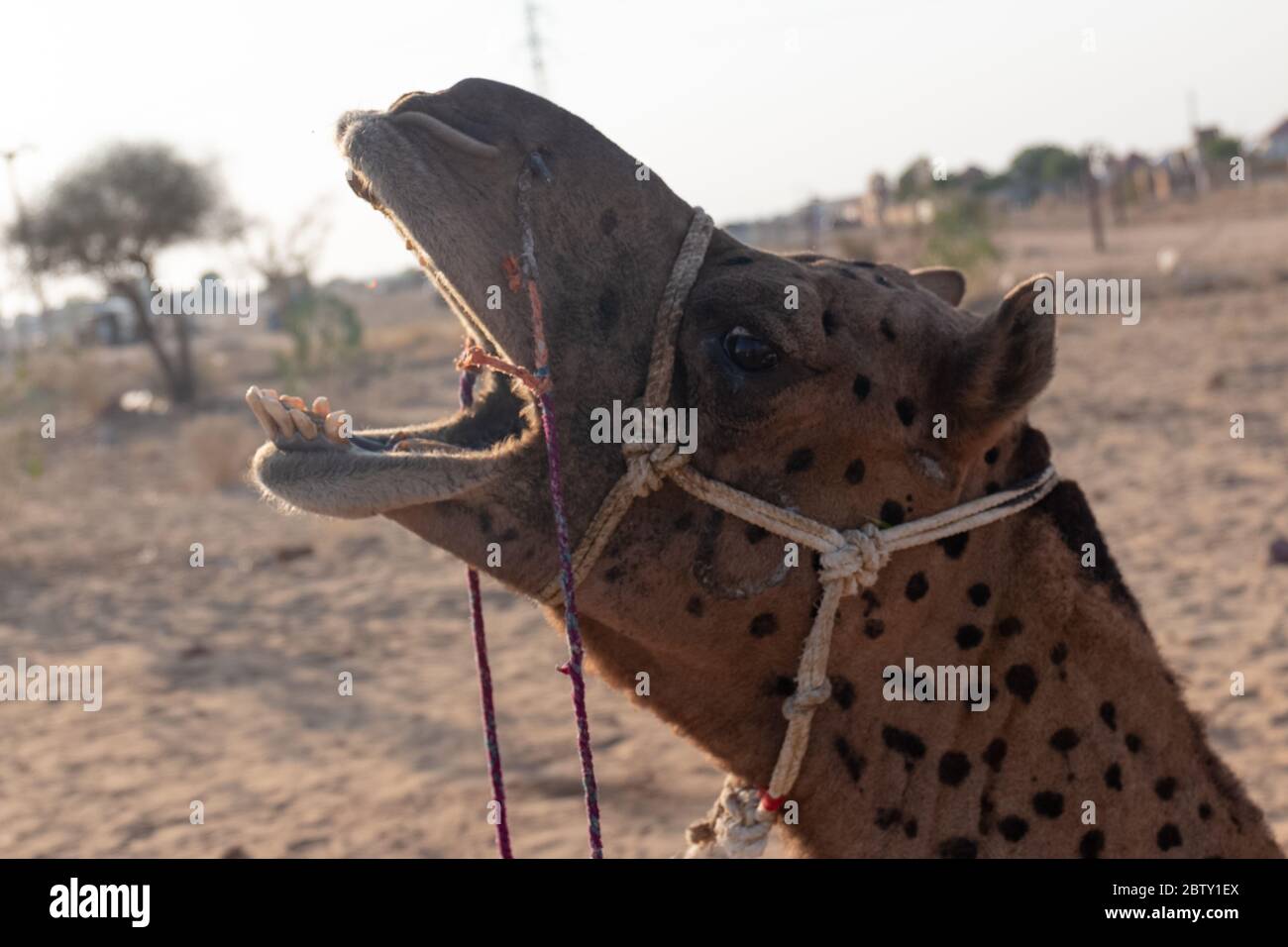 Decorated camel face in thar desert of Jaisalmer, Rajasthan Stock Photo ...