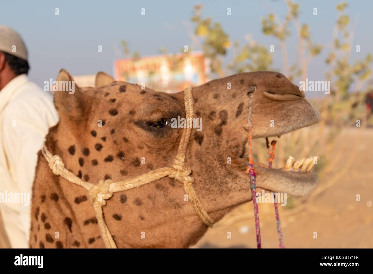 Decorated camel face in thar desert of Jaisalmer, Rajasthan Stock Photo ...