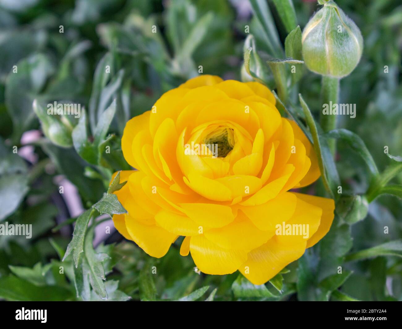 Yellow Persian buttercup in bloom in the garden, Ranunculus asiaticus ...