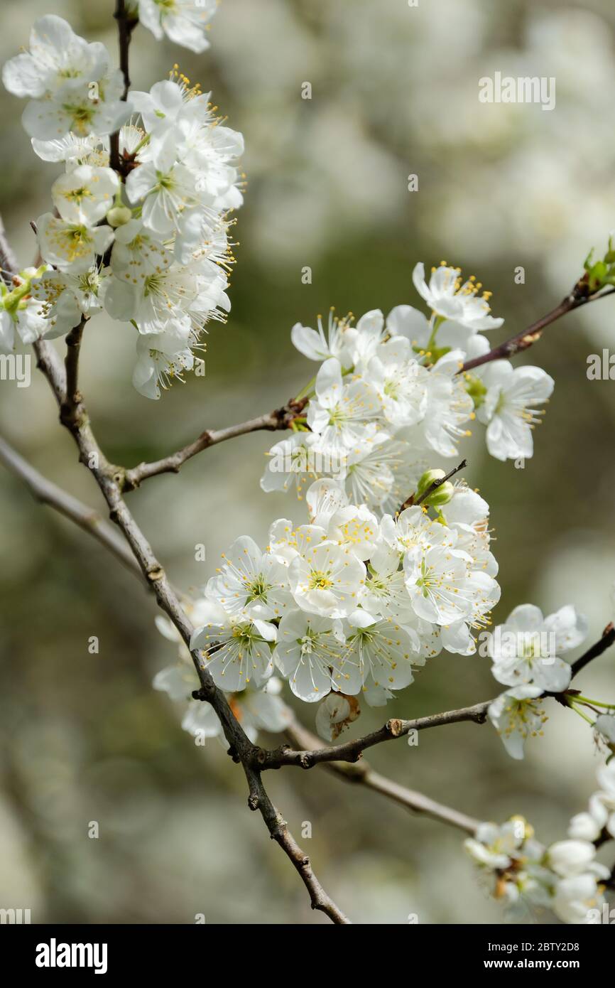 Prunus domestica hi-res stock photography and images - Alamy