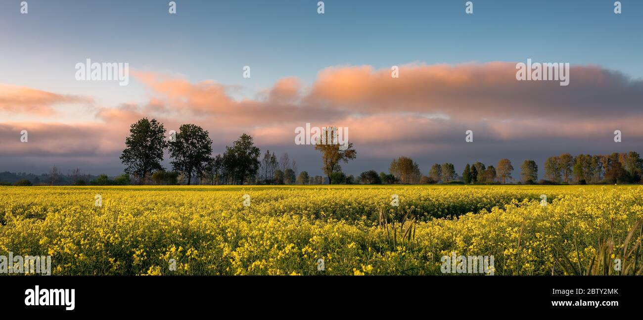 Rapeseed oil farm hi-res stock photography and images - Alamy