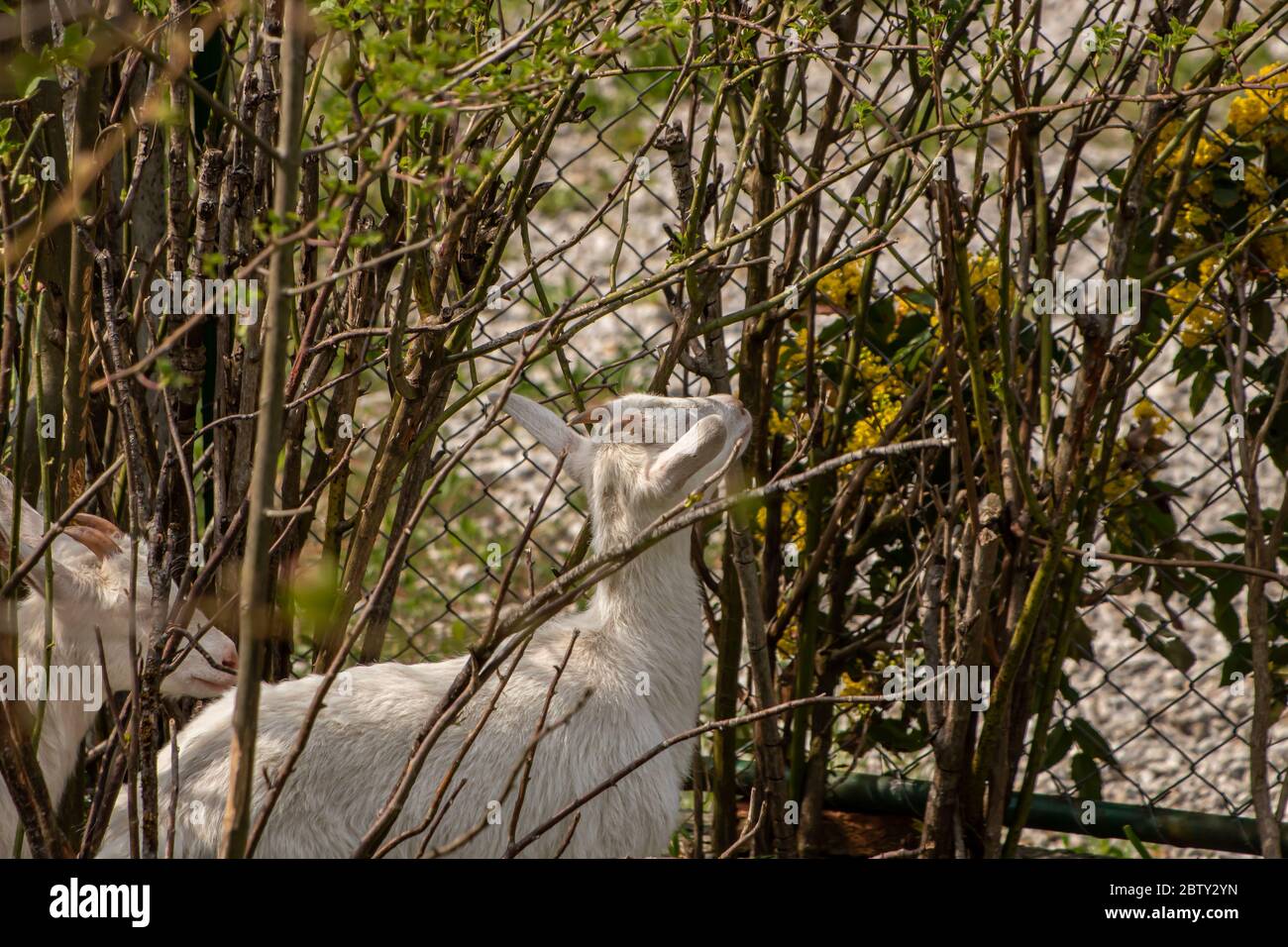 White goat eating leaves on branches Stock Photo - Alamy