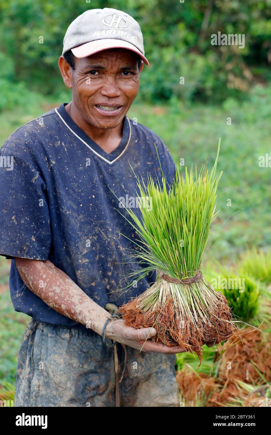 Farmer with rice in his hands hi-res stock photography and images - Alamy