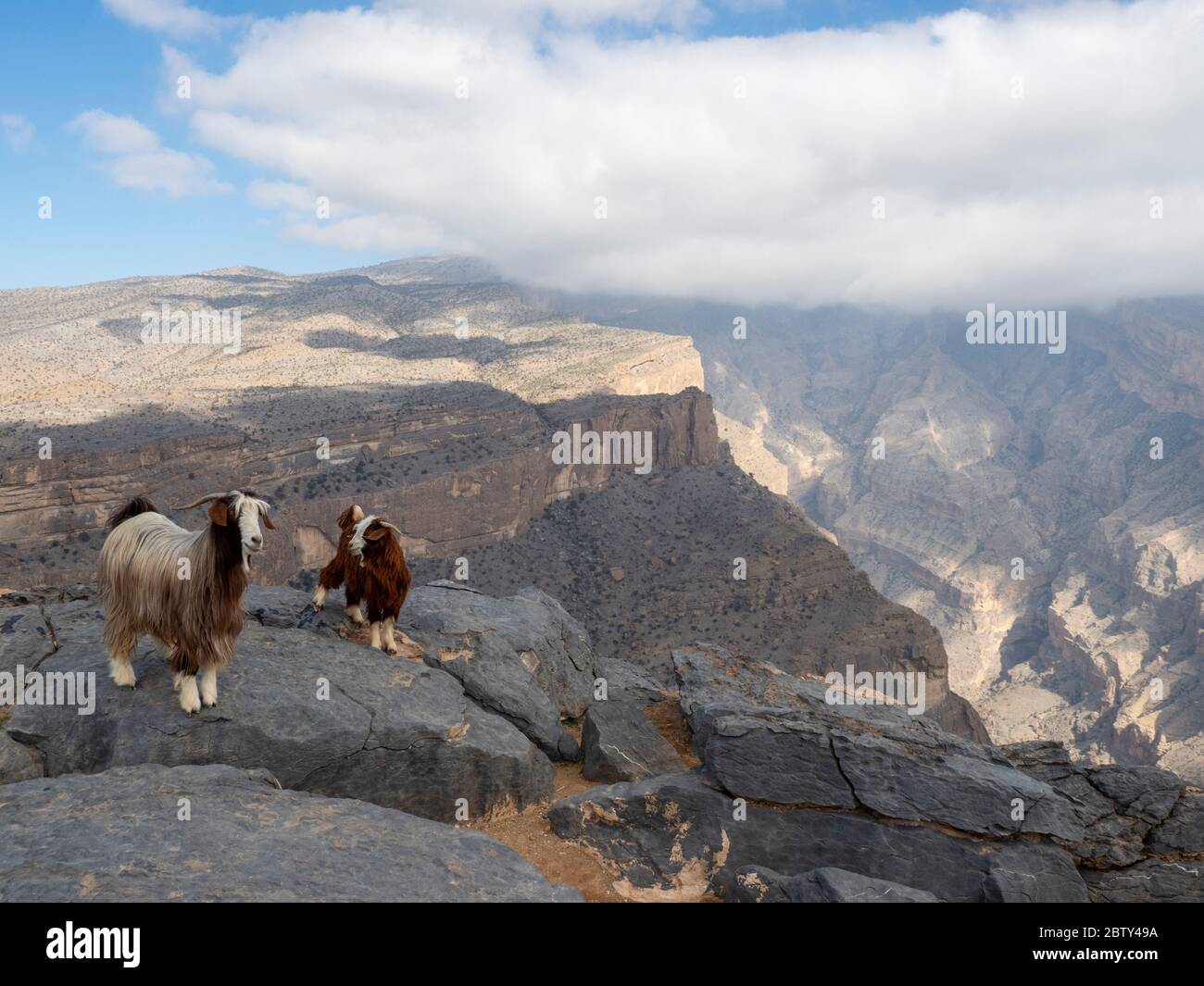 Goats on Jebel Shams, the highest mountain of the Hajar range ...
