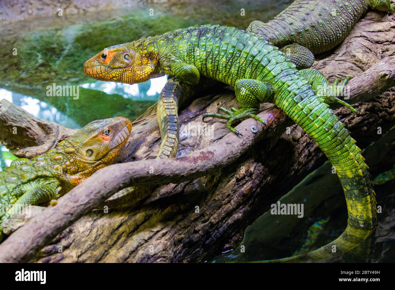 Caiman lizards hi-res stock photography and images - Alamy