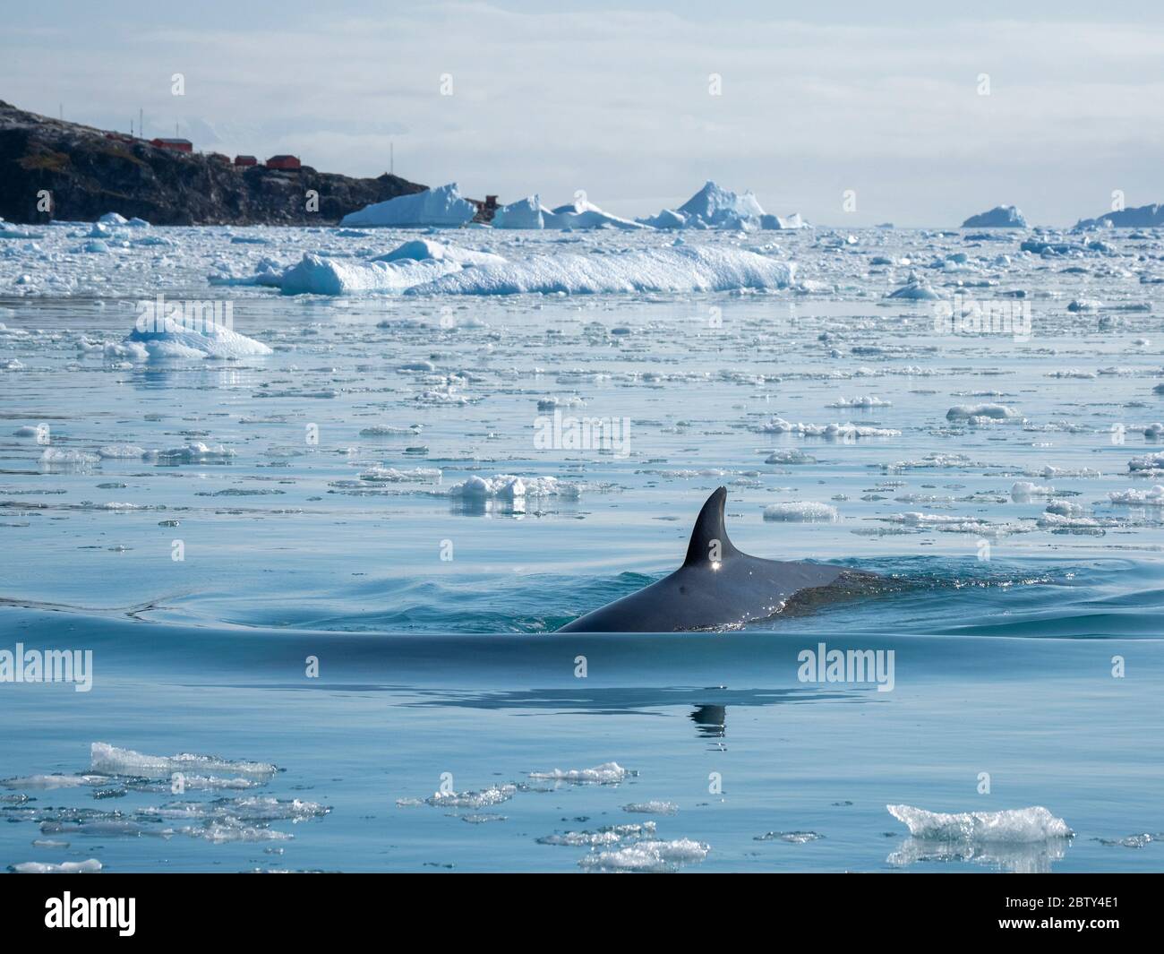 An adult Antarctic minke whale (Balaenoptera bonaerensis), surfacing ...