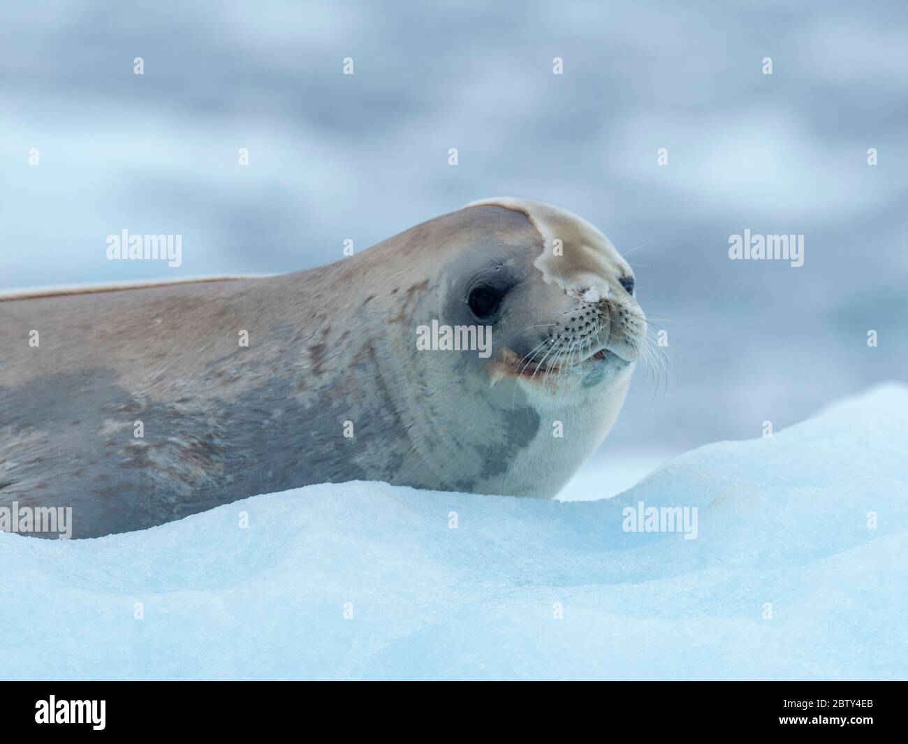 Adult crabeater seal (Lobodon carcinophaga), from the National ...