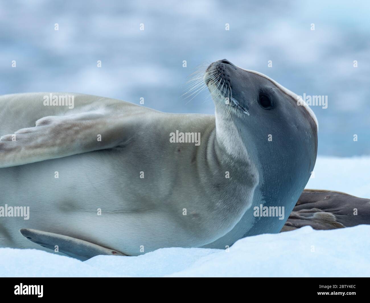 Adult crabeater seal (Lobodon carcinophaga), from the National ...