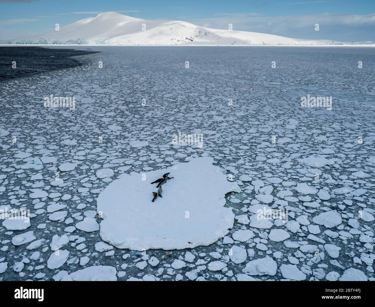 Adult crabeater seals (Lobodon carcinophaga), from the National ...
