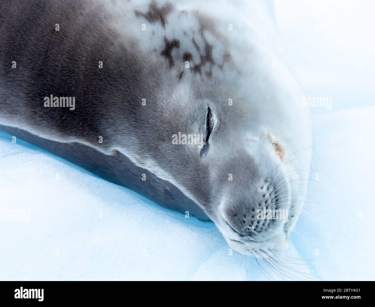 Adult crabeater seal (Lobodon carcinophaga), from the National ...