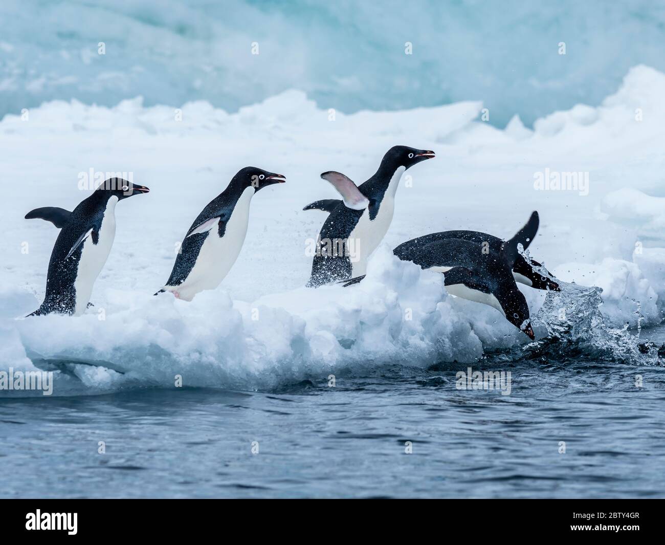Adelie penguin (Pygoscelis adeliae), breeding colony at Brown Bluff ...