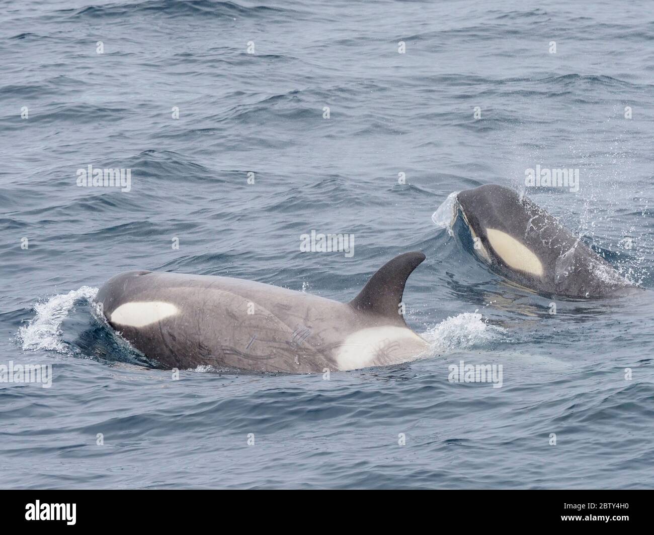 Type Little B killer whales (Orcinus orca), surfacing in the Gerlache ...