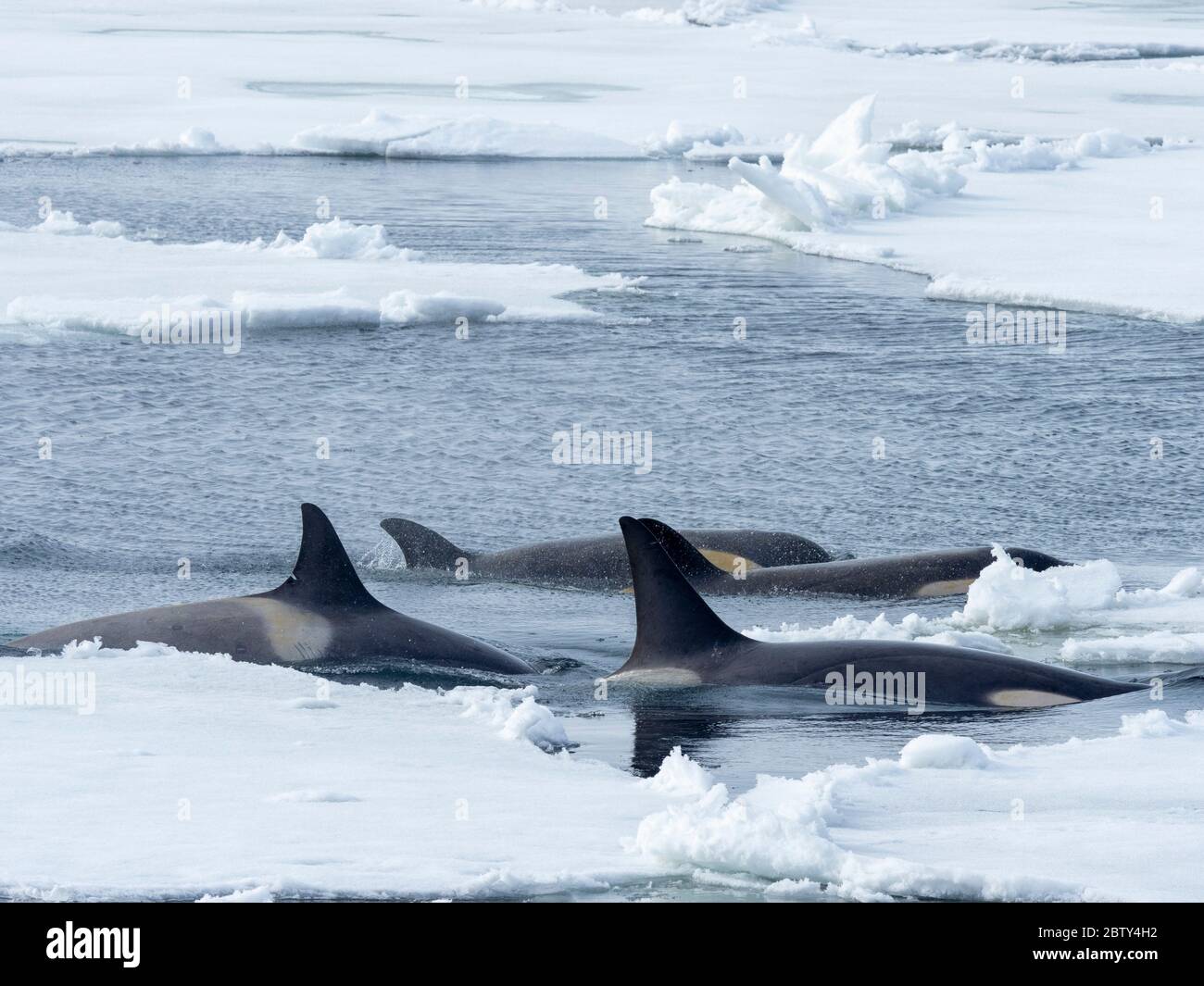 Type Big B killer whales (Orcinus orca) searching ice floes for ...