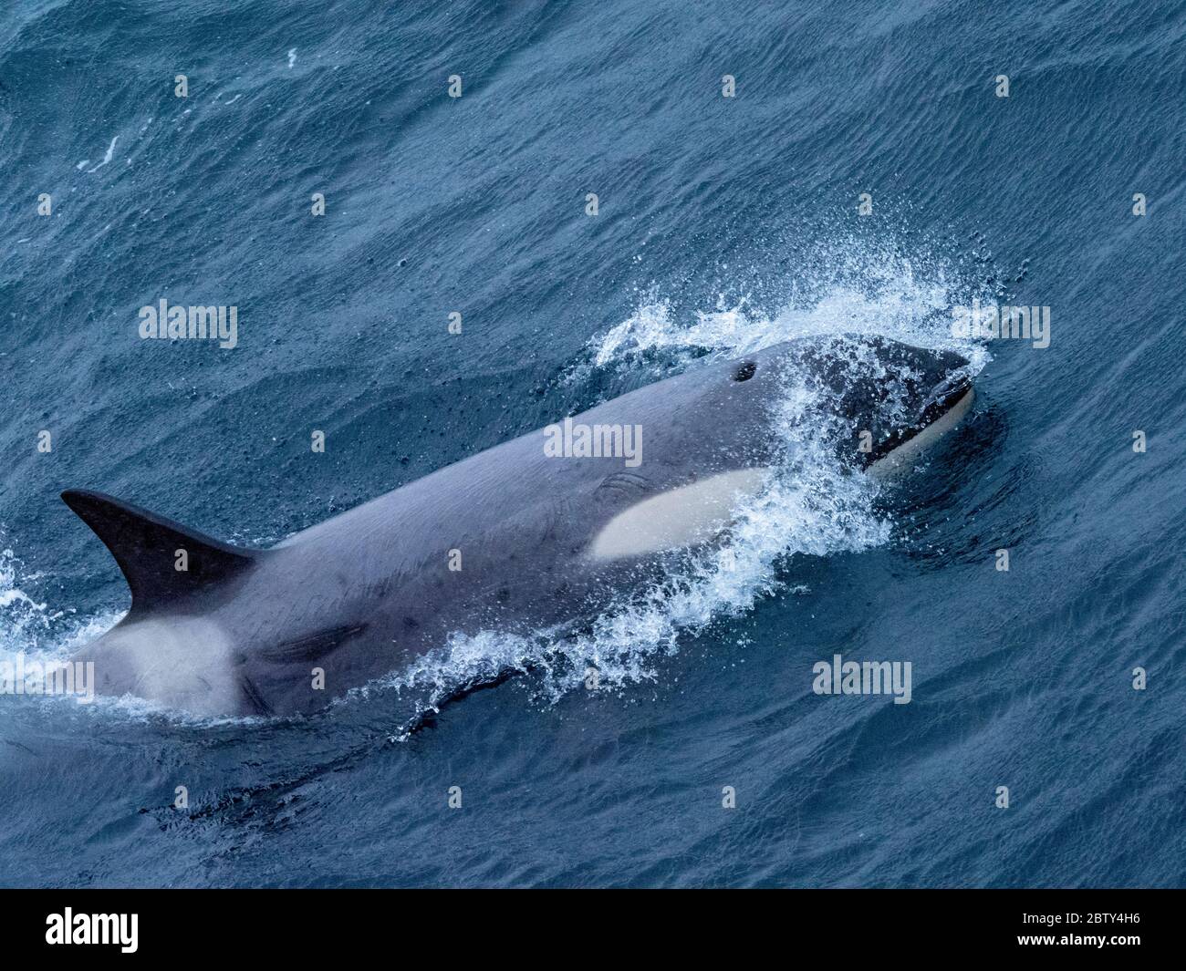 Type Big B killer whales (Orcinus orca), pinniped specialist swimming ...