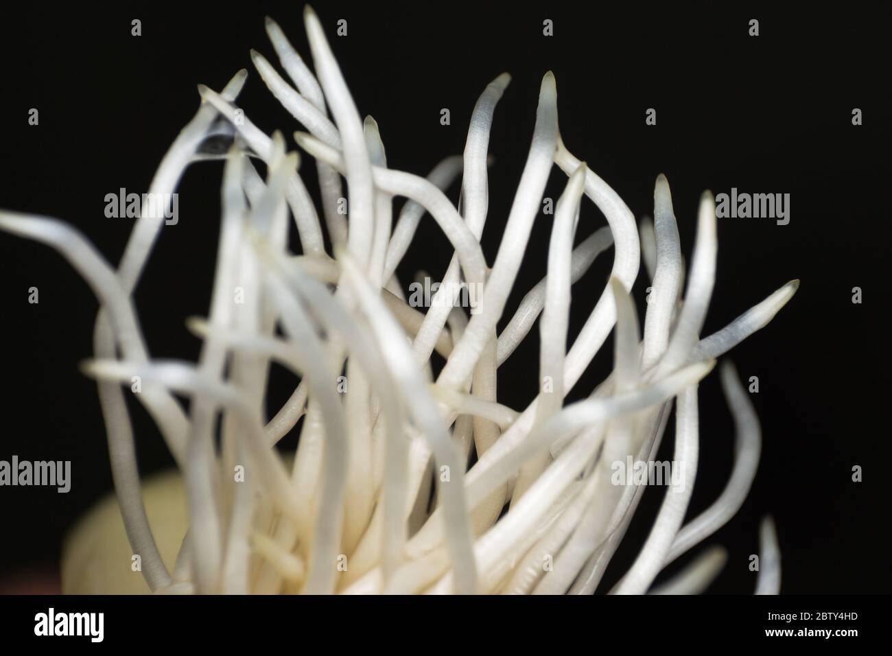Garlic roots hi-res stock photography and images - Alamy