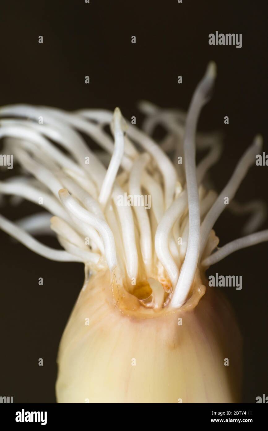 Garlic roots hi-res stock photography and images - Alamy