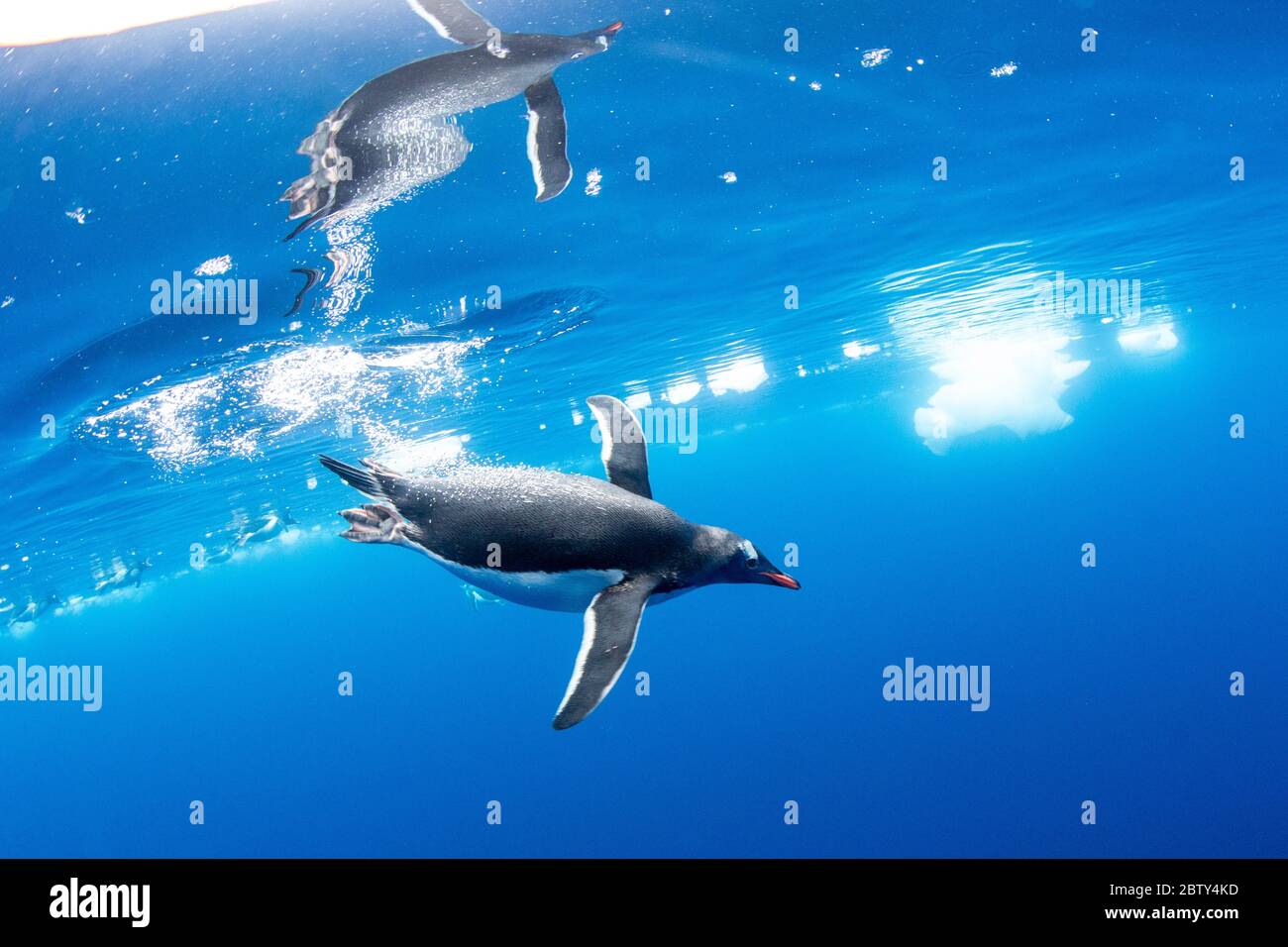 Gentoo penguins (Pygoscelis papua), underwater in clear water in ...