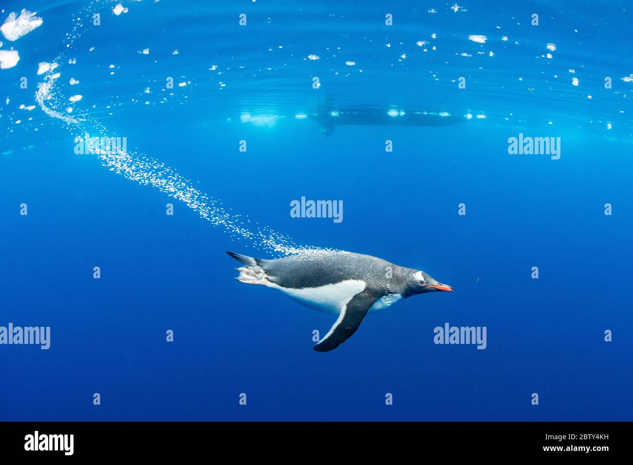 Gentoo penguins (Pygoscelis papua), underwater in clear water in ...