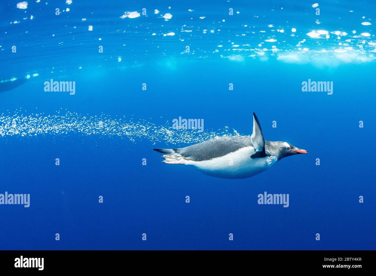 Gentoo penguins (Pygoscelis papua), underwater in clear water in ...
