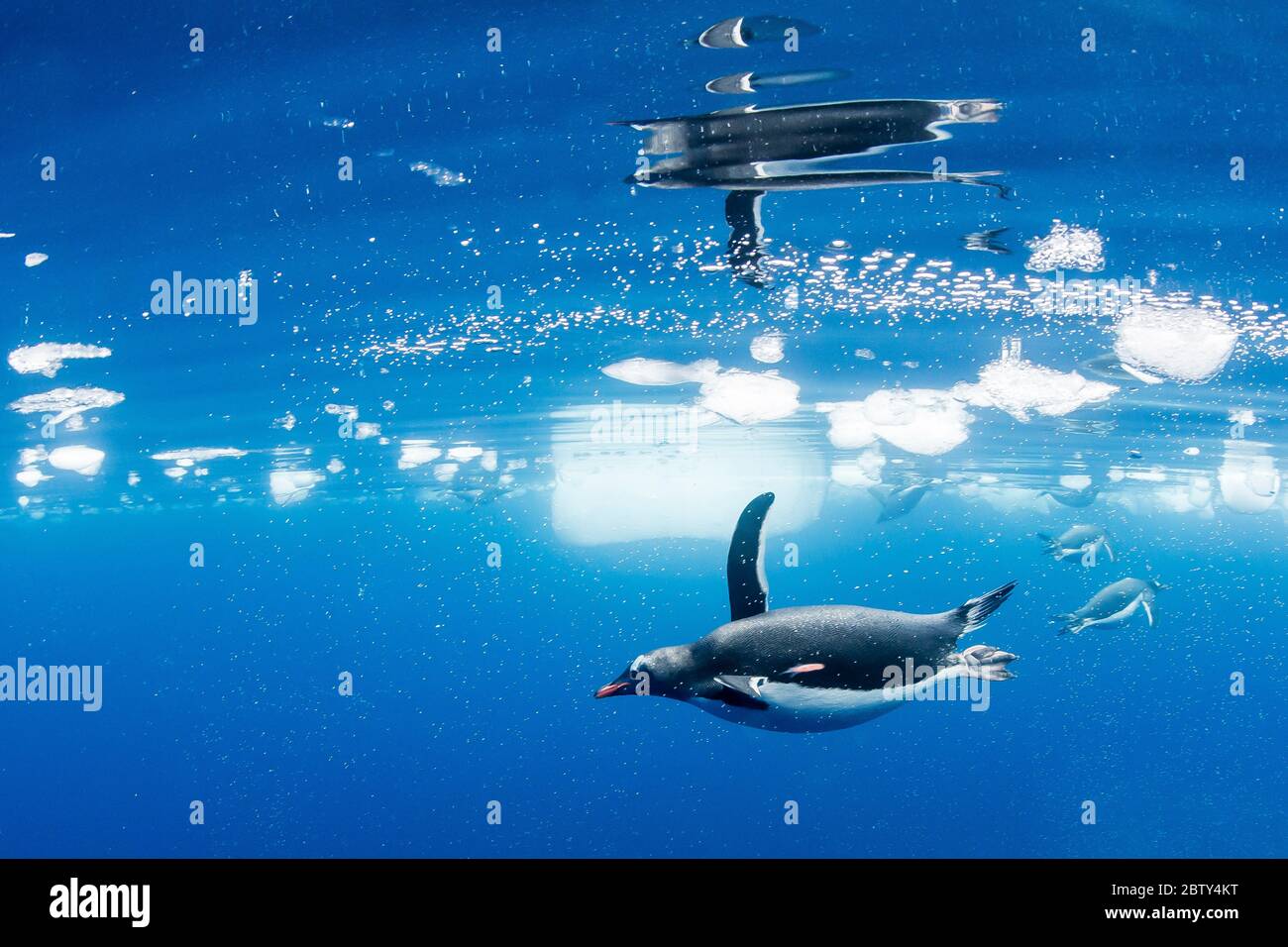 Gentoo penguins (Pygoscelis papua), underwater in clear water in ...