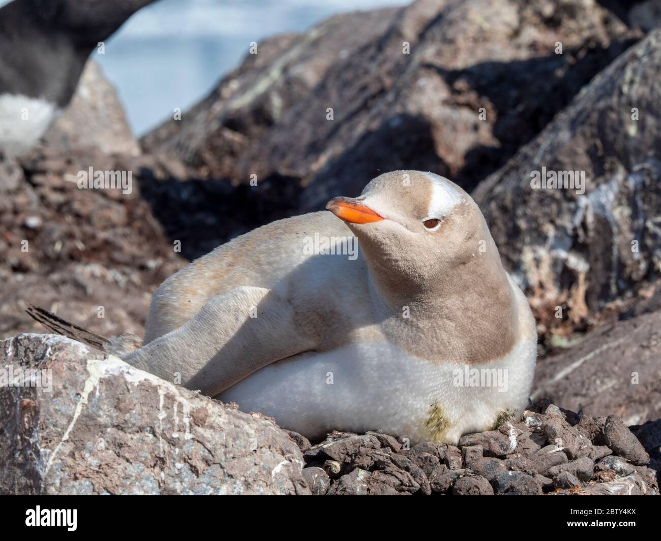 Leucistic penguin hi-res stock photography and images - Alamy