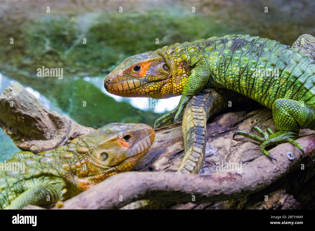 Northern caiman lizard dracaena guianensis hi-res stock photography and ...