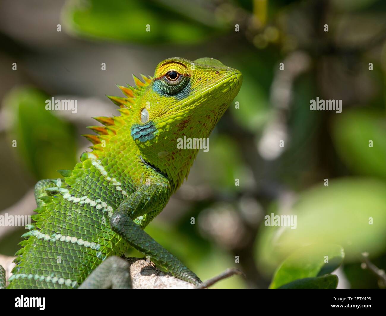 Common tree lizard calotes calotes hi-res stock photography and images ...